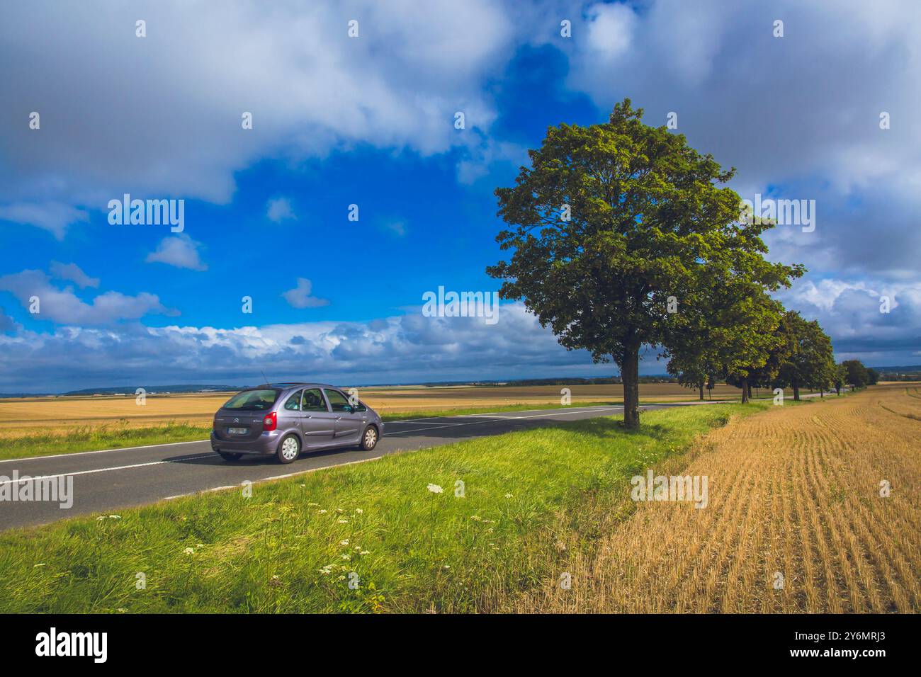 Tree alignment hi-res stock photography and images - Alamy