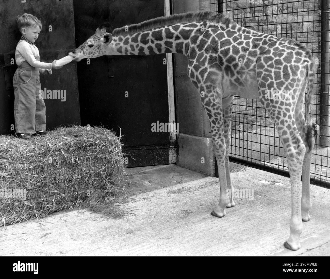 Giraffe feeding on hay hi-res stock photography and images - Alamy