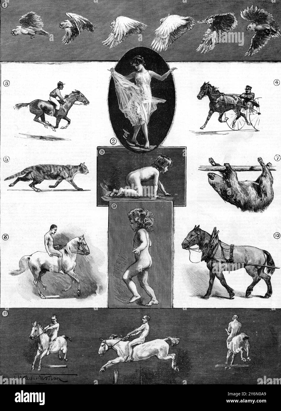 Mr Muybridge his instantaneous photographs of animal motion at the ...