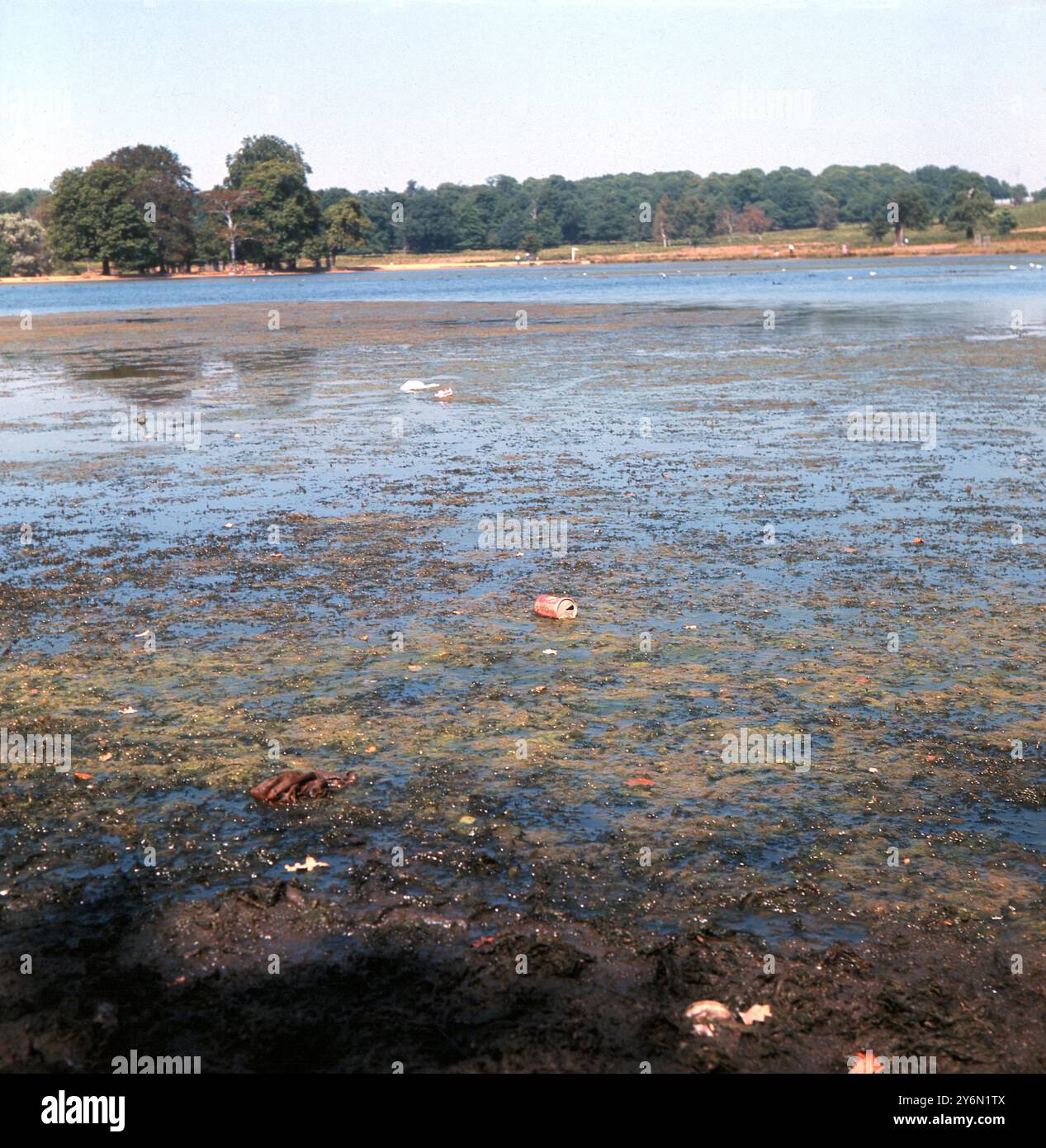 Green slime on a drying up pond during the drought of Summer 1976 Stock ...