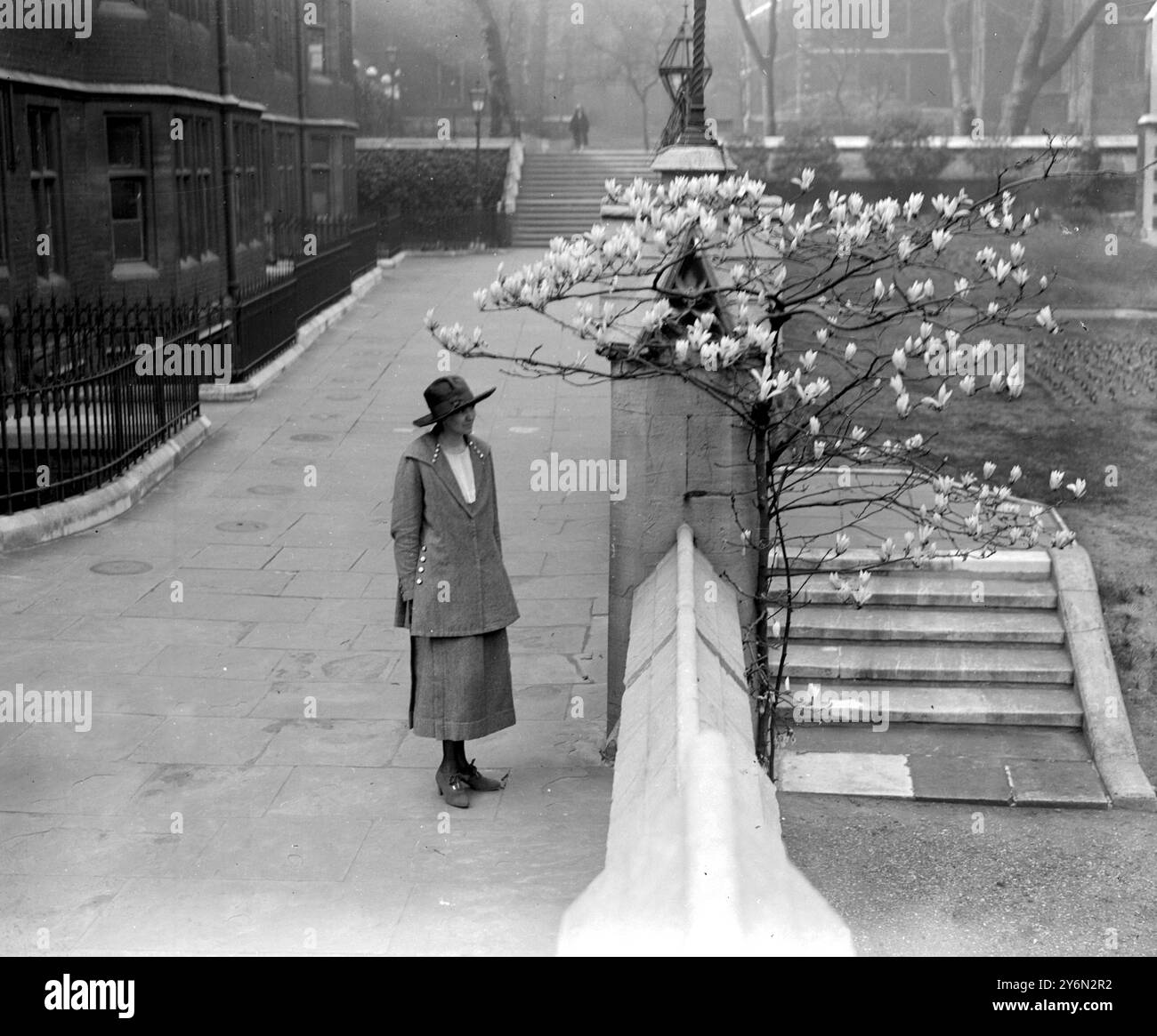 The Pride of the Temple. Magnolia (Tulip) Tree Stock Photo - Alamy
