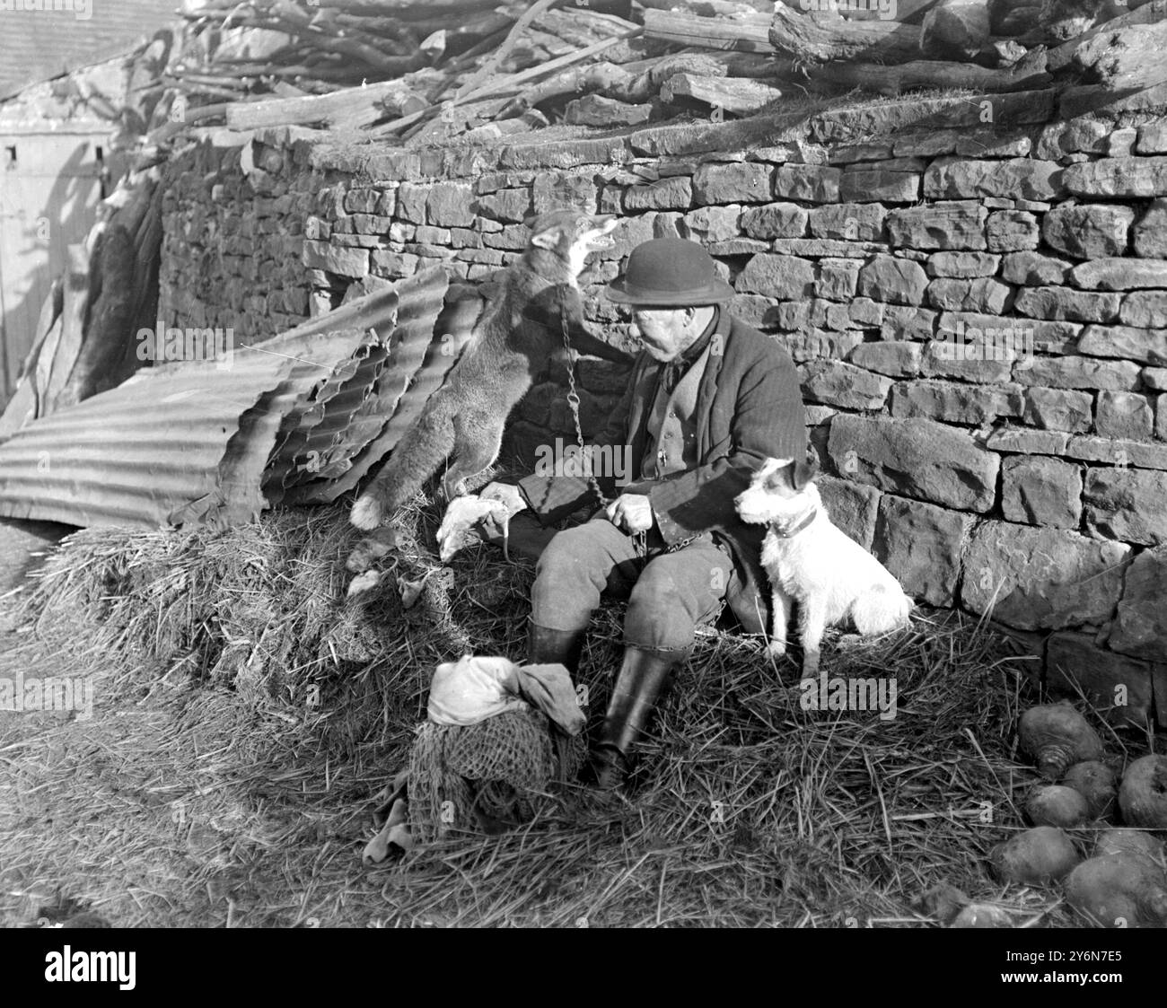 Foxes as ratters Stock Photo - Alamy