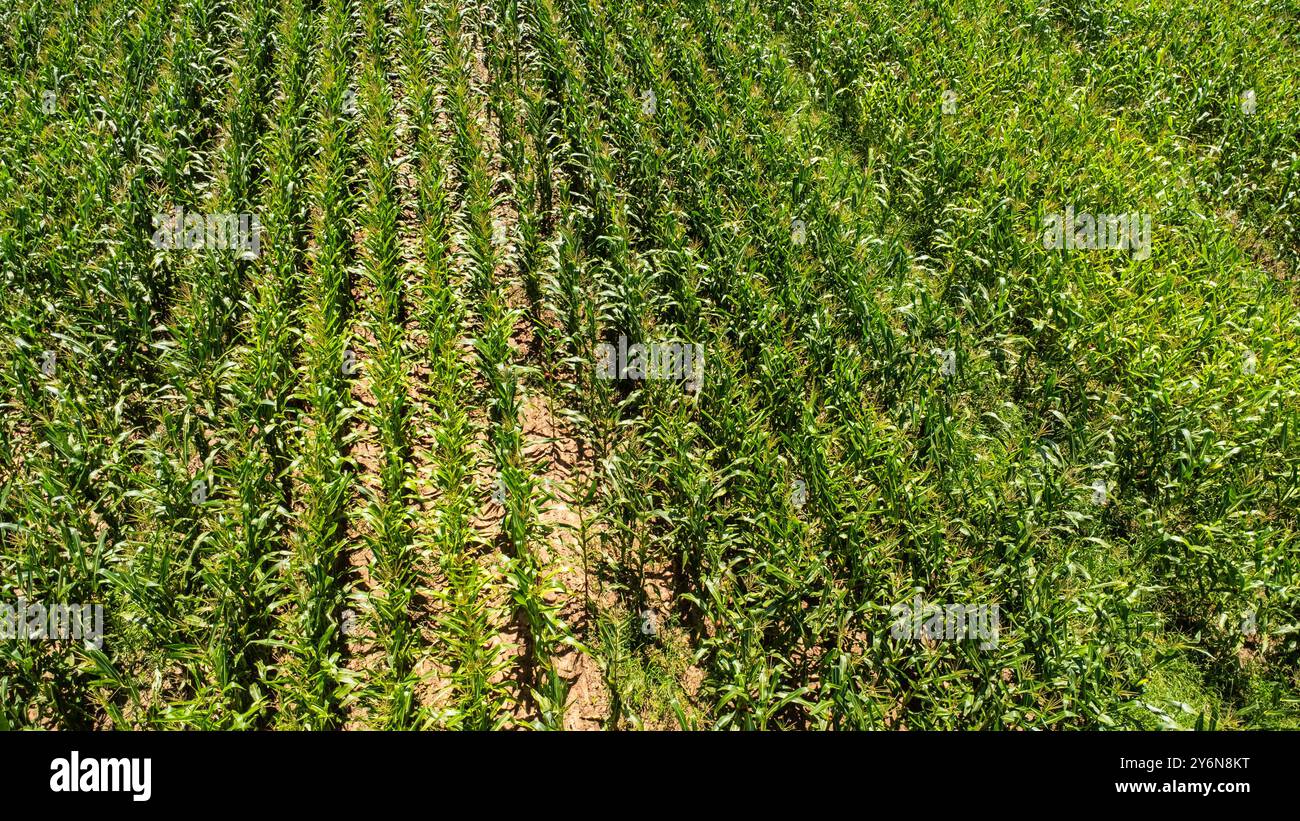 Young corn plantation landscape hi-res stock photography and images - Alamy