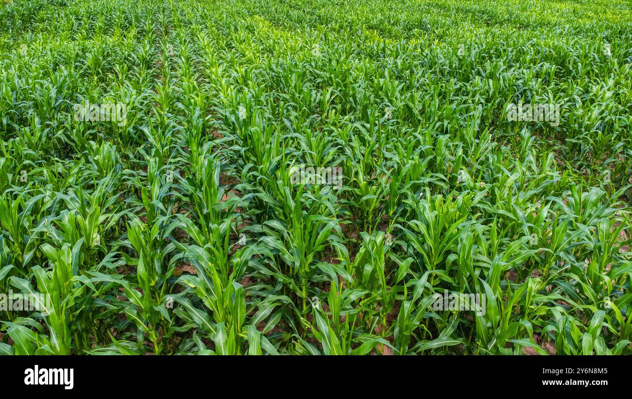 Corn field plantation growing up. Young green corn on the agricultural ...