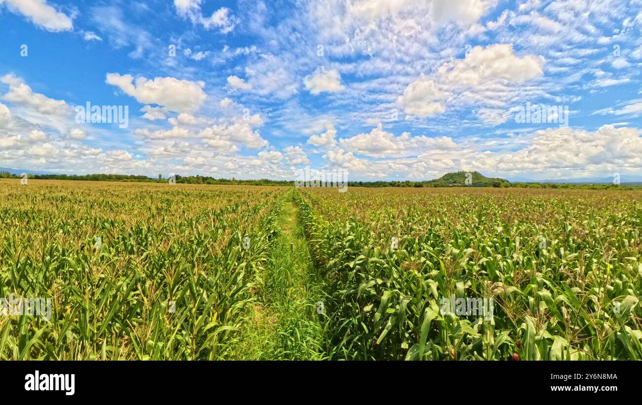 Young corn plantation landscape hi-res stock photography and images - Alamy