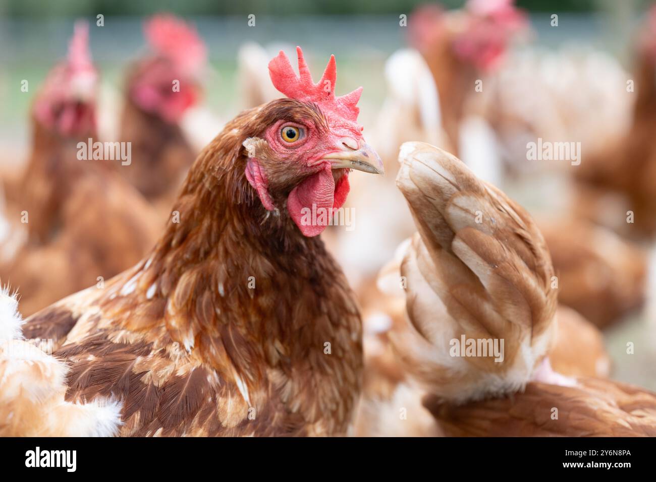 26 September 2024, Saxony, Schönberg: Organic laying hens can be seen ...