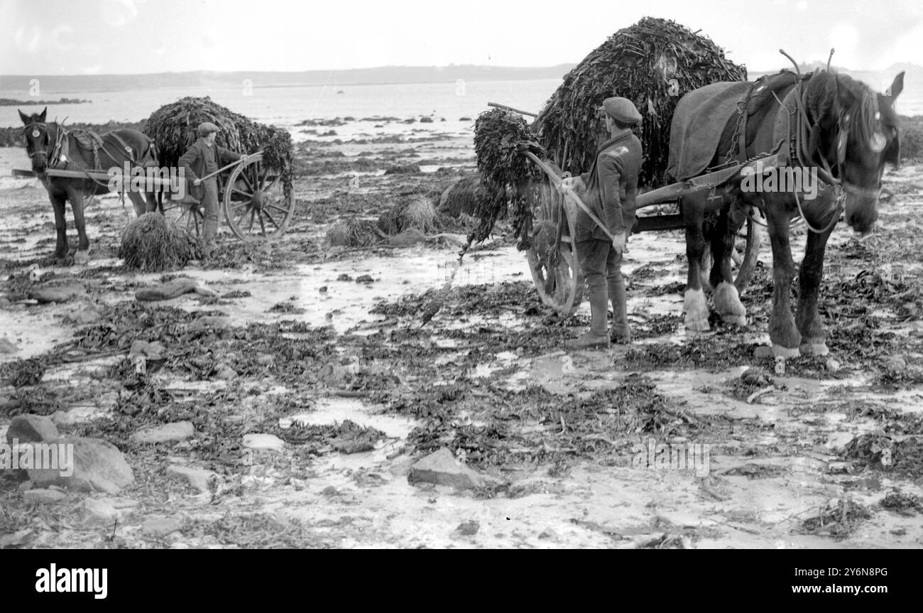 Tresco - Collecting seaweed for use as manure Stock Photo - Alamy