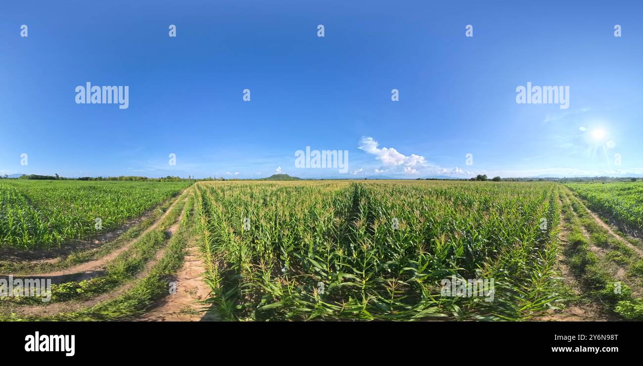 Rural corn fields in the rainy season Stock Photo - Alamy