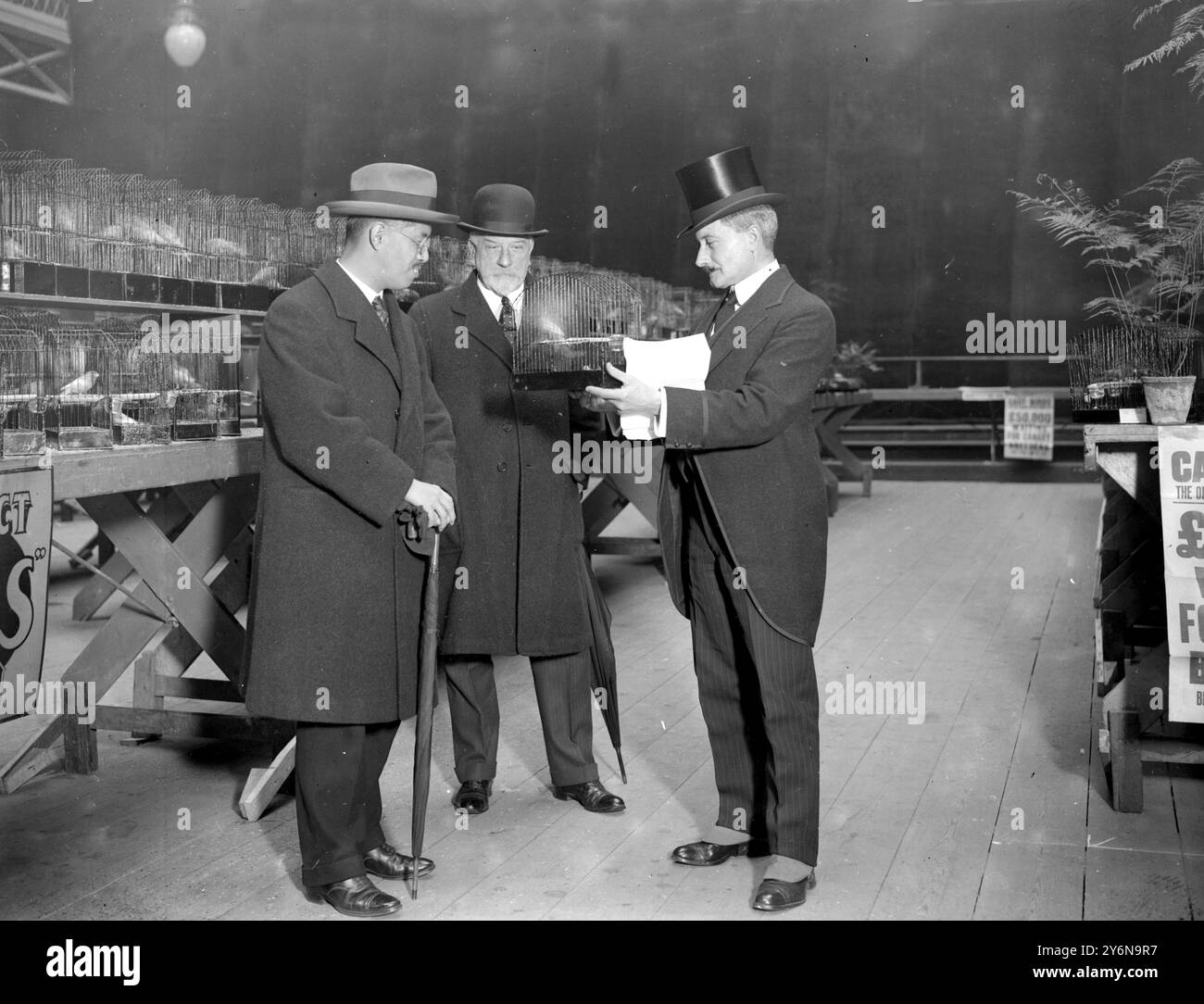 Regent bird hi-res stock photography and images - Alamy