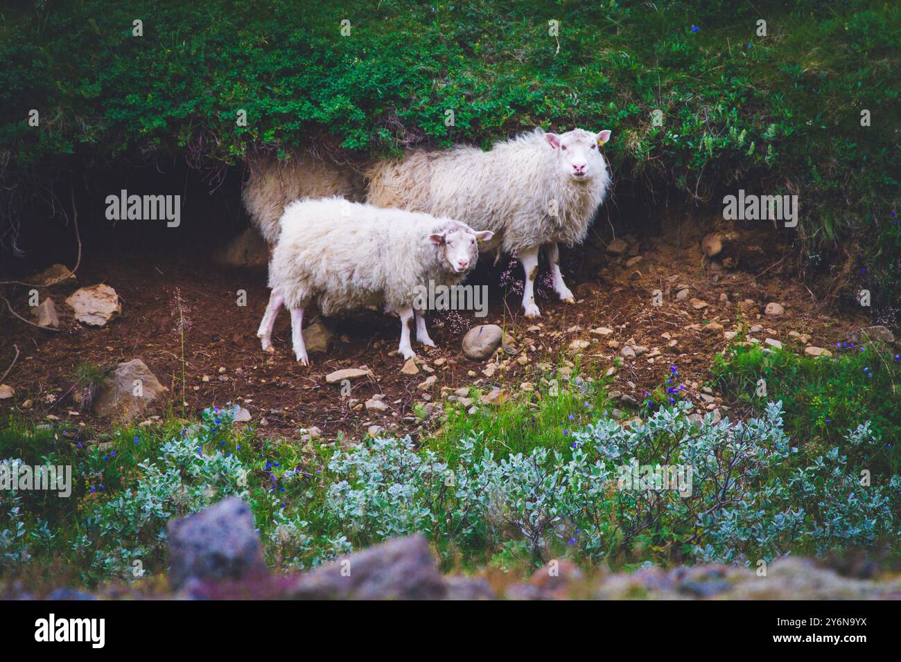 Iceland, sheep in a shelter Stock Photo - Alamy