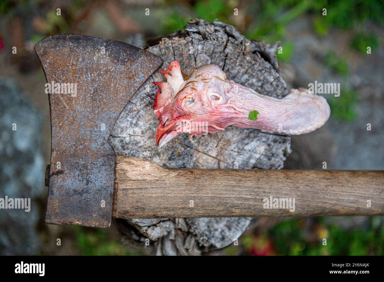 Cut the neck of the chicken Stock Photo - Alamy