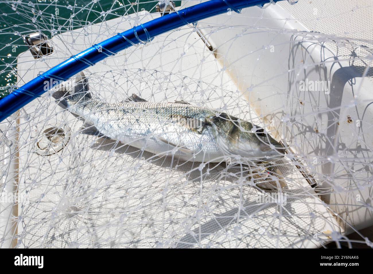 Bass fishing in the Strait of Pas-de-Calais Stock Photo - Alamy