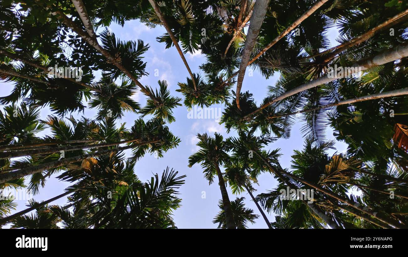 The upward view of tall palm trees against a blue sky, creating a ...