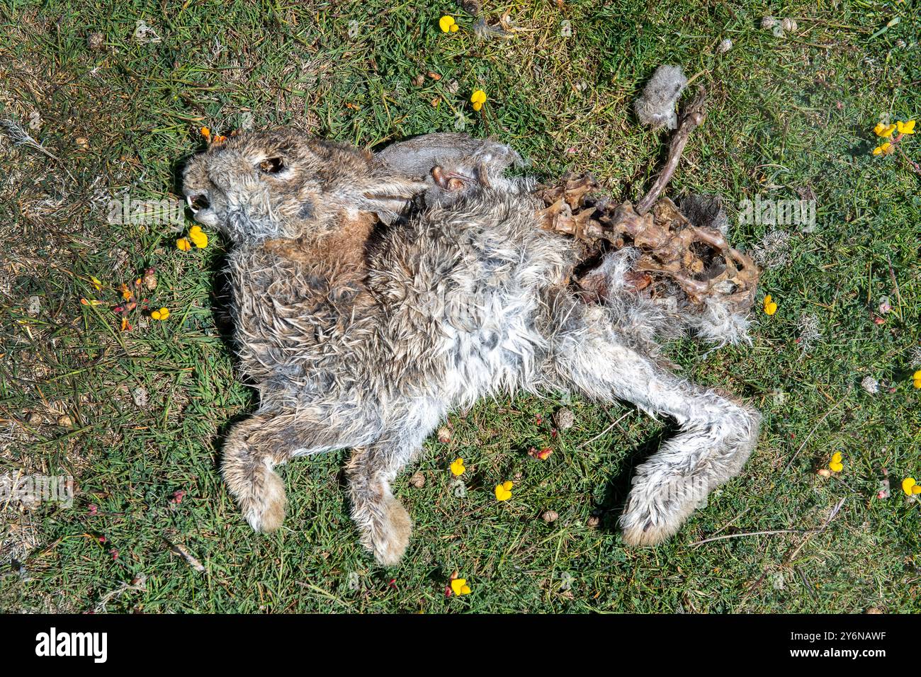 Rabbit corpse hi-res stock photography and images - Alamy