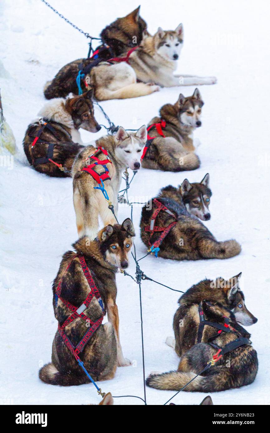 Animals of scandinavia hi-res stock photography and images - Alamy