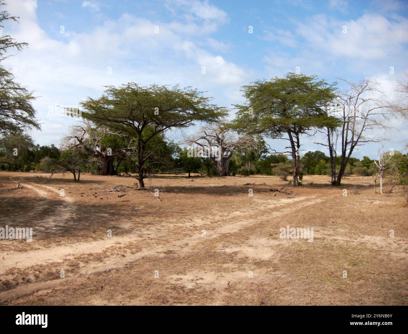 Expansive African savanna scene in Selous Game Reserve featuring acacia ...