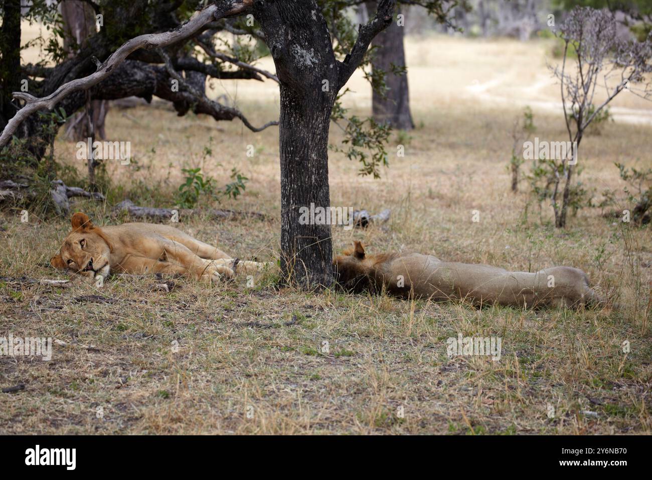 Two lions are peacefully resting under a tree in the savannah ...