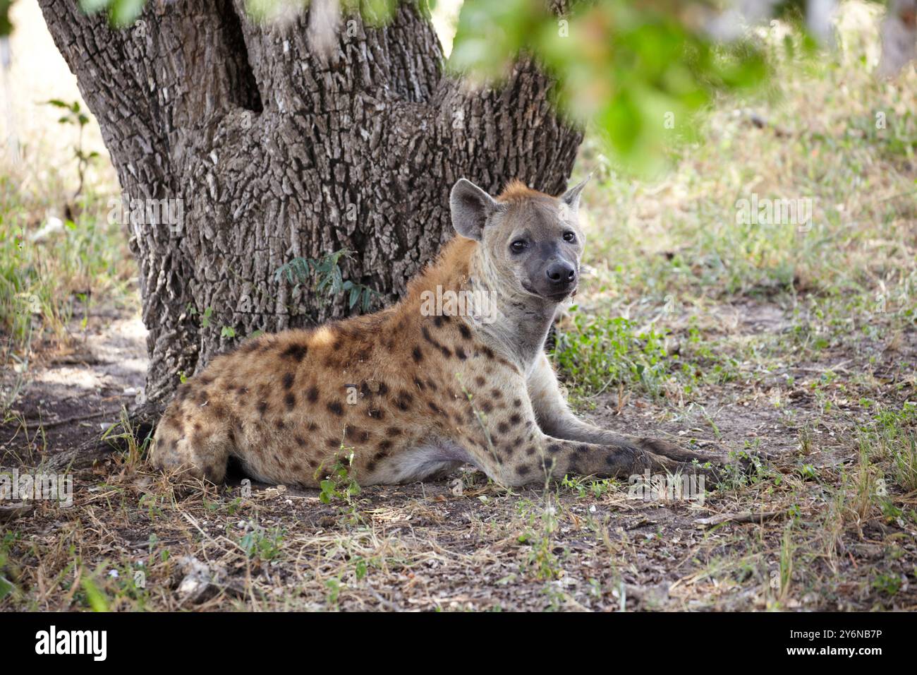 A hyena lies comfortably under the shade of a tree, showcasing its ...