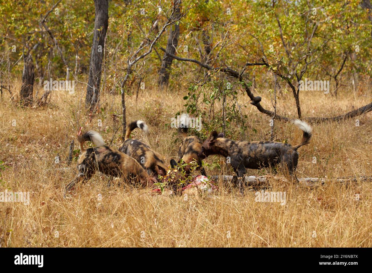 A pack of African wild dogs feasting on prey in the grassy terrain of ...