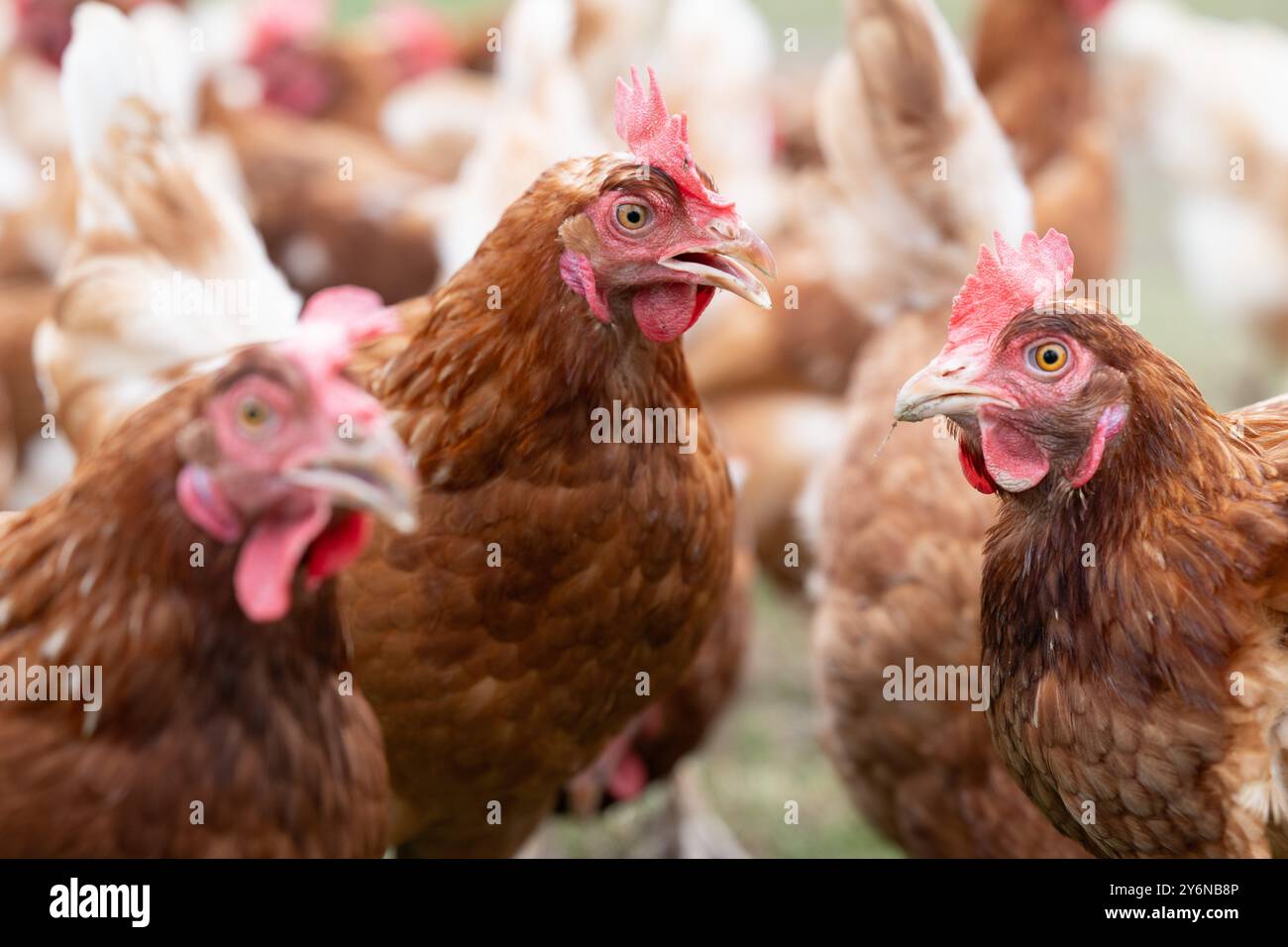 26 September 2024, Saxony, Schönberg: Organic laying hens can be seen ...