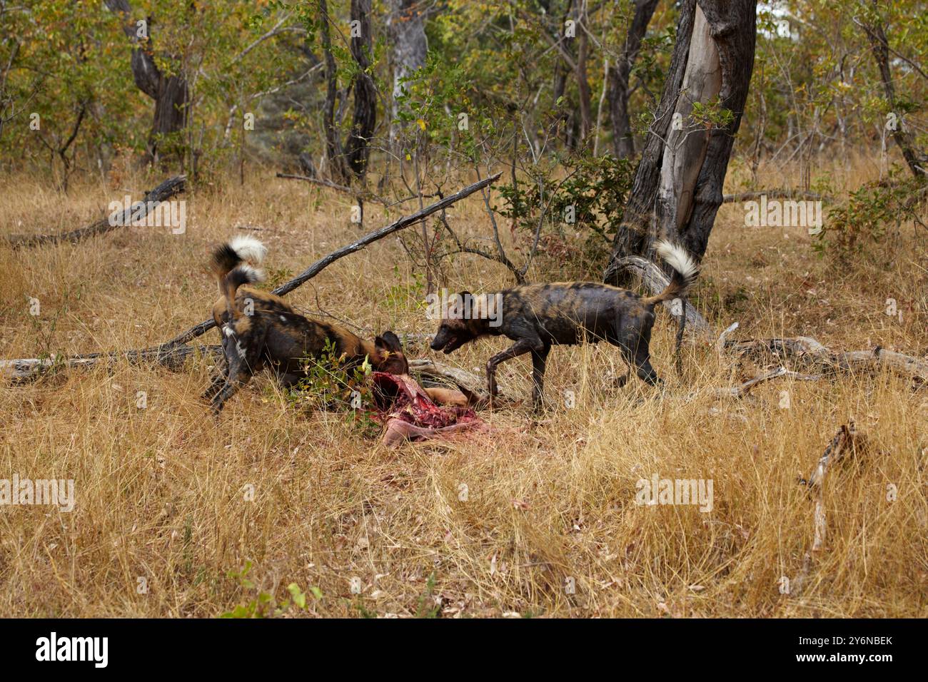 Two African wild dogs engage in feeding within the dry grasslands ...