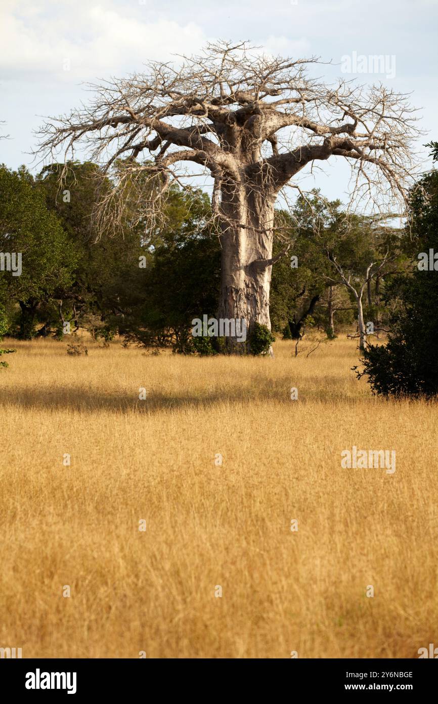 A lone baobab tree stands tall in the dry grasslands of the African ...