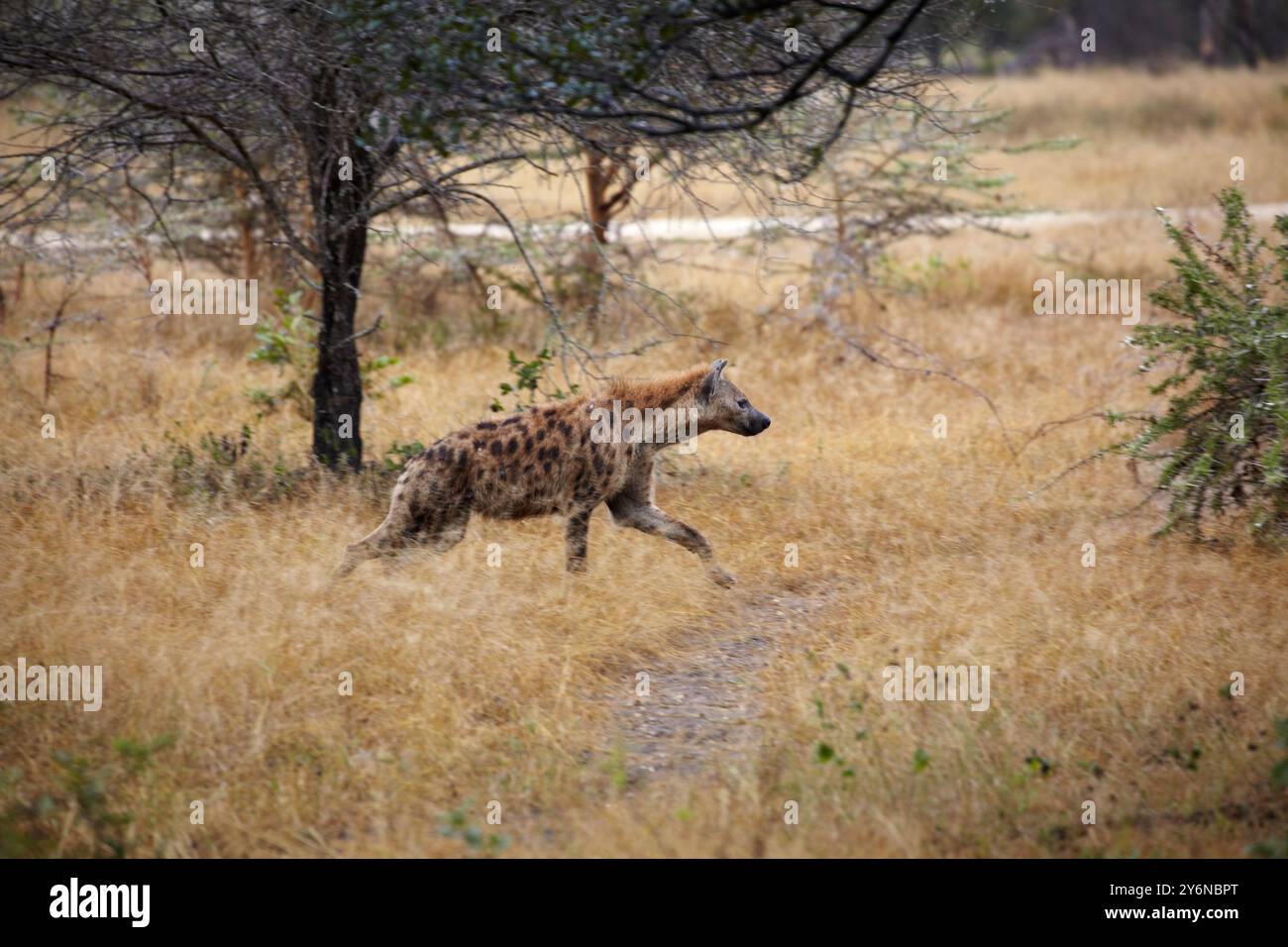 A spotted hyena dashes through the dry grassland, surrounded by sparse ...
