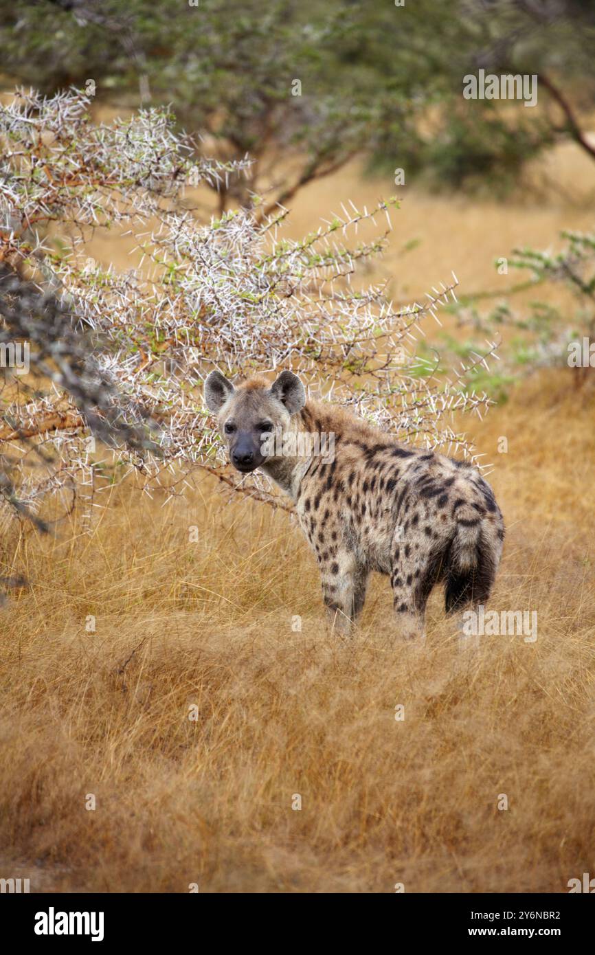 A spotted hyena stands in the grassy plains of the African savanna ...