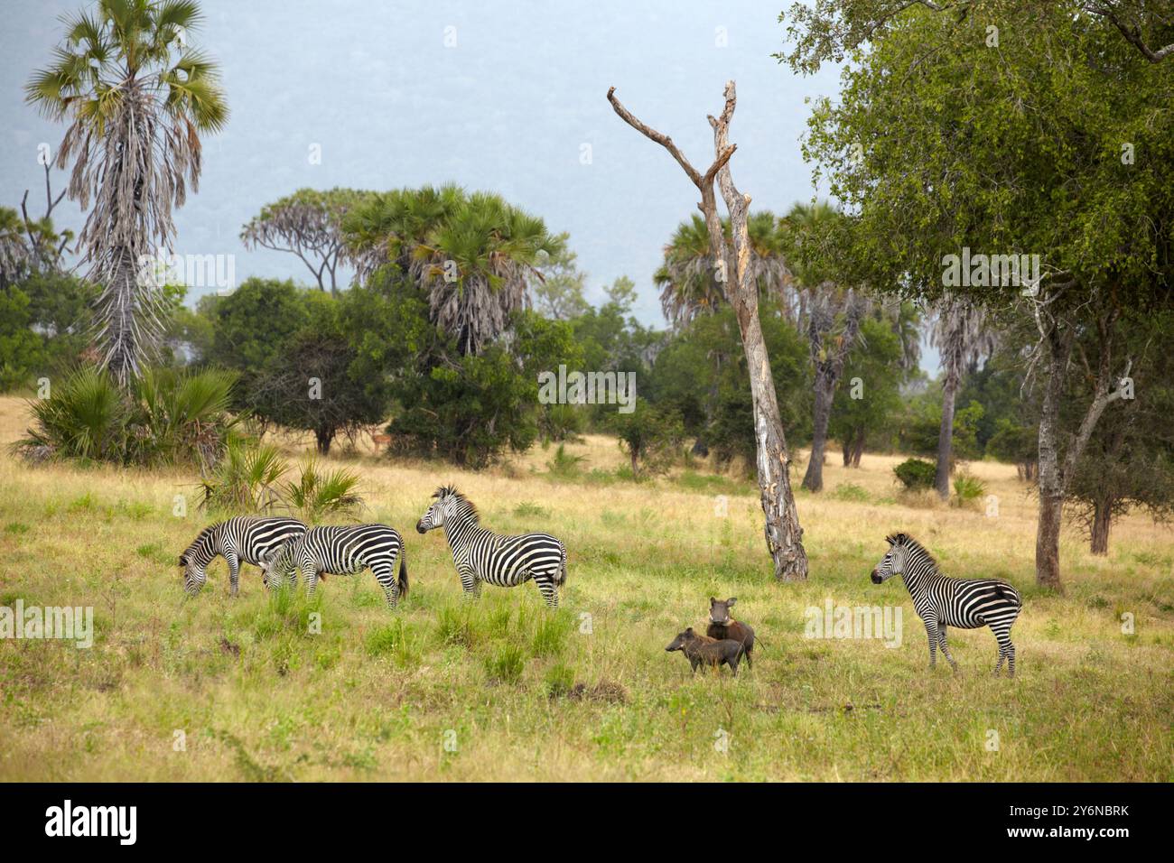 A group of zebras grazing in the African savanna, surrounded by lush ...
