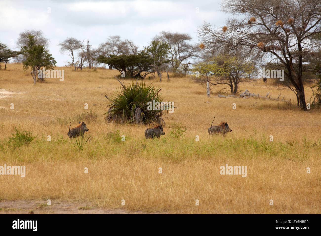 A group of warthogs exploring the dry grasslands of the Selous Game ...