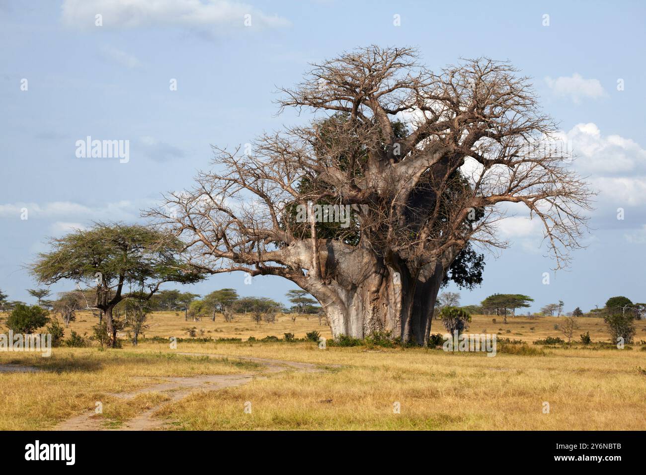 A stunning baobab tree stands prominently in the vast African savanna ...