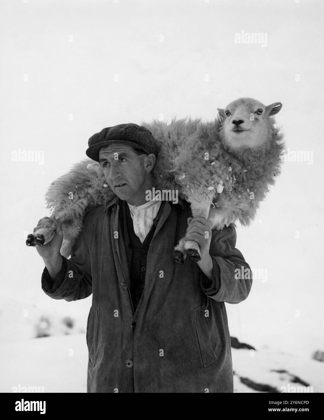 A Welsh Shepherd brings in a lame sheep from the winter snows of his ...