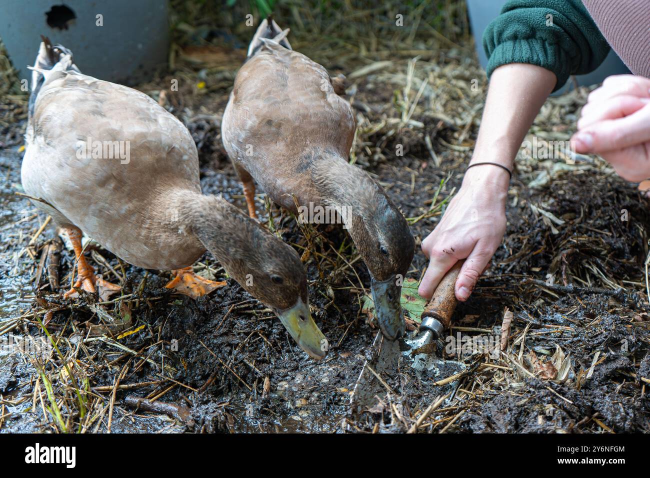 Ducklings Swimming in a Tub. Ducks as pets helping in the garden. Happy ...
