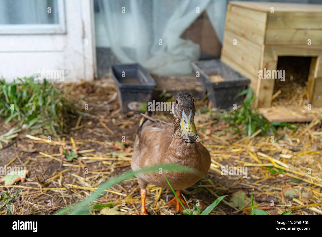 Ducklings Swimming in a Tub. Ducks as pets helping in the garden. Happy ...