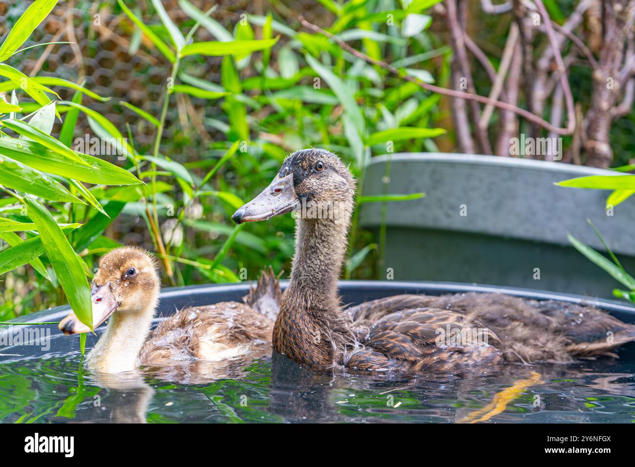 Ducklings Swimming in a Tub. Ducks as pets helping in the garden. Happy ...