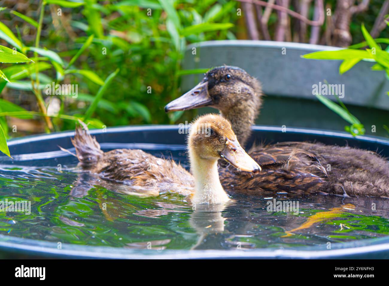 Ducklings Swimming in a Tub. Ducks as pets helping in the garden. Happy ...