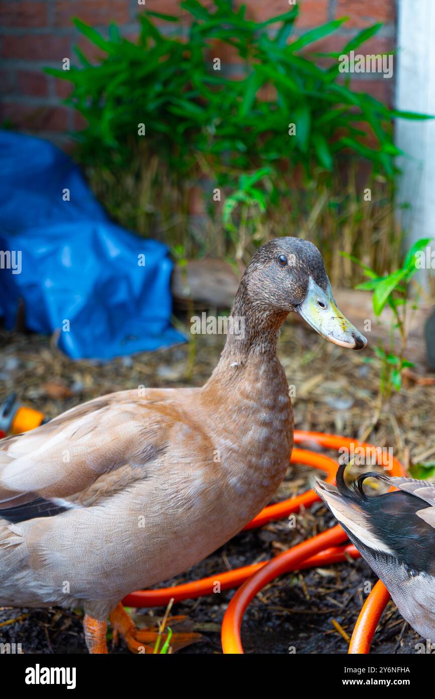 Ducklings Swimming in a Tub. Ducks as pets helping in the garden. Happy ...