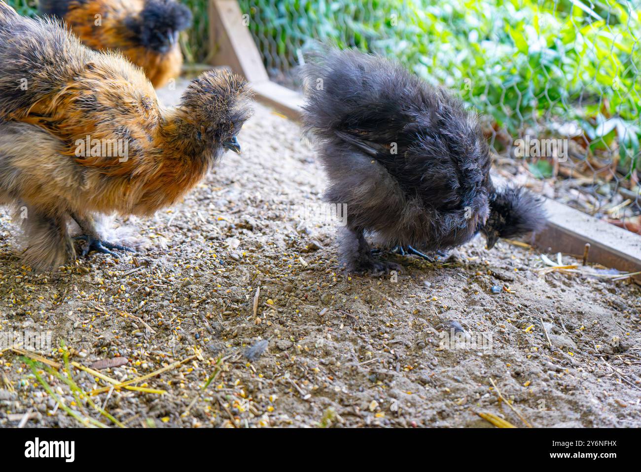 Baby chickens around birds hi-res stock photography and images - Alamy