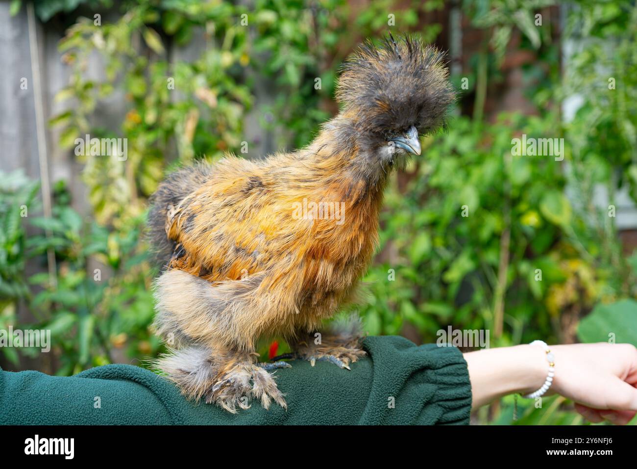 Close-ups of colorful silkie chickens. Young silkies eating and running ...