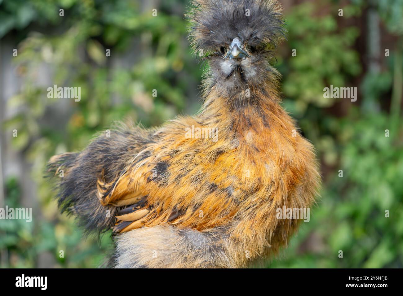 Close-ups of colorful silkie chickens. Young silkies eating and running ...