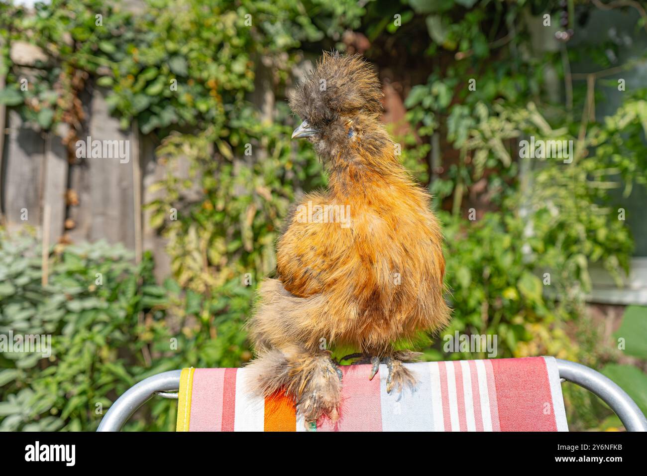 Baby chickens around birds hi-res stock photography and images - Alamy