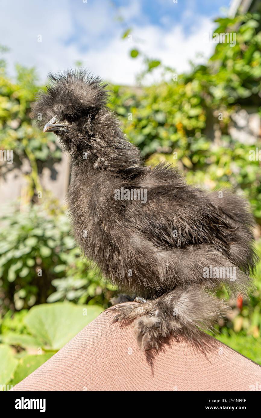 Close-ups of colorful silkie chickens. Young silkies eating and running ...