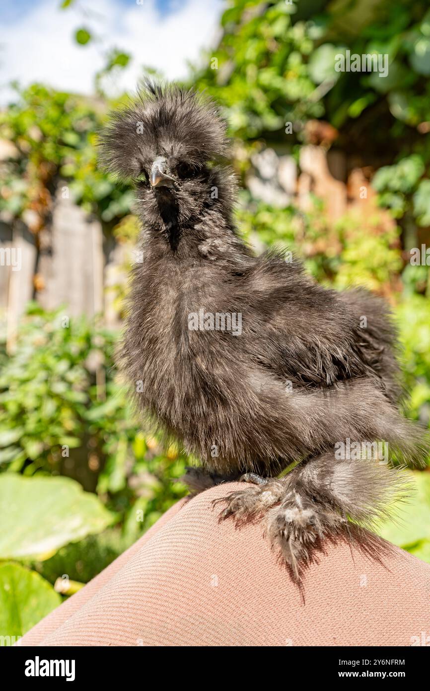 Baby chickens around birds hi-res stock photography and images - Alamy