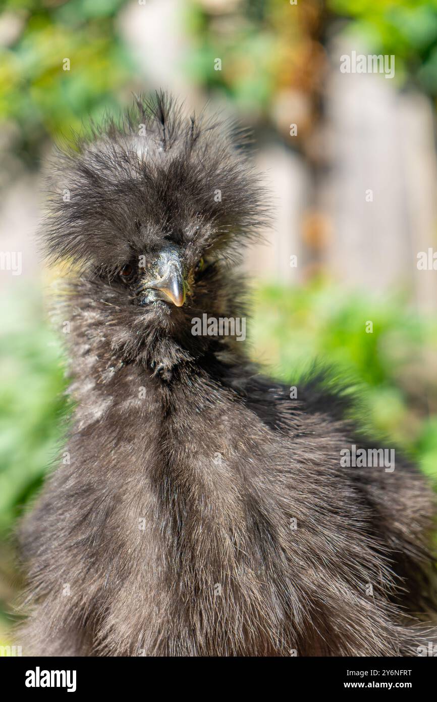 Close-ups of colorful silkie chickens. Young silkies eating and running ...