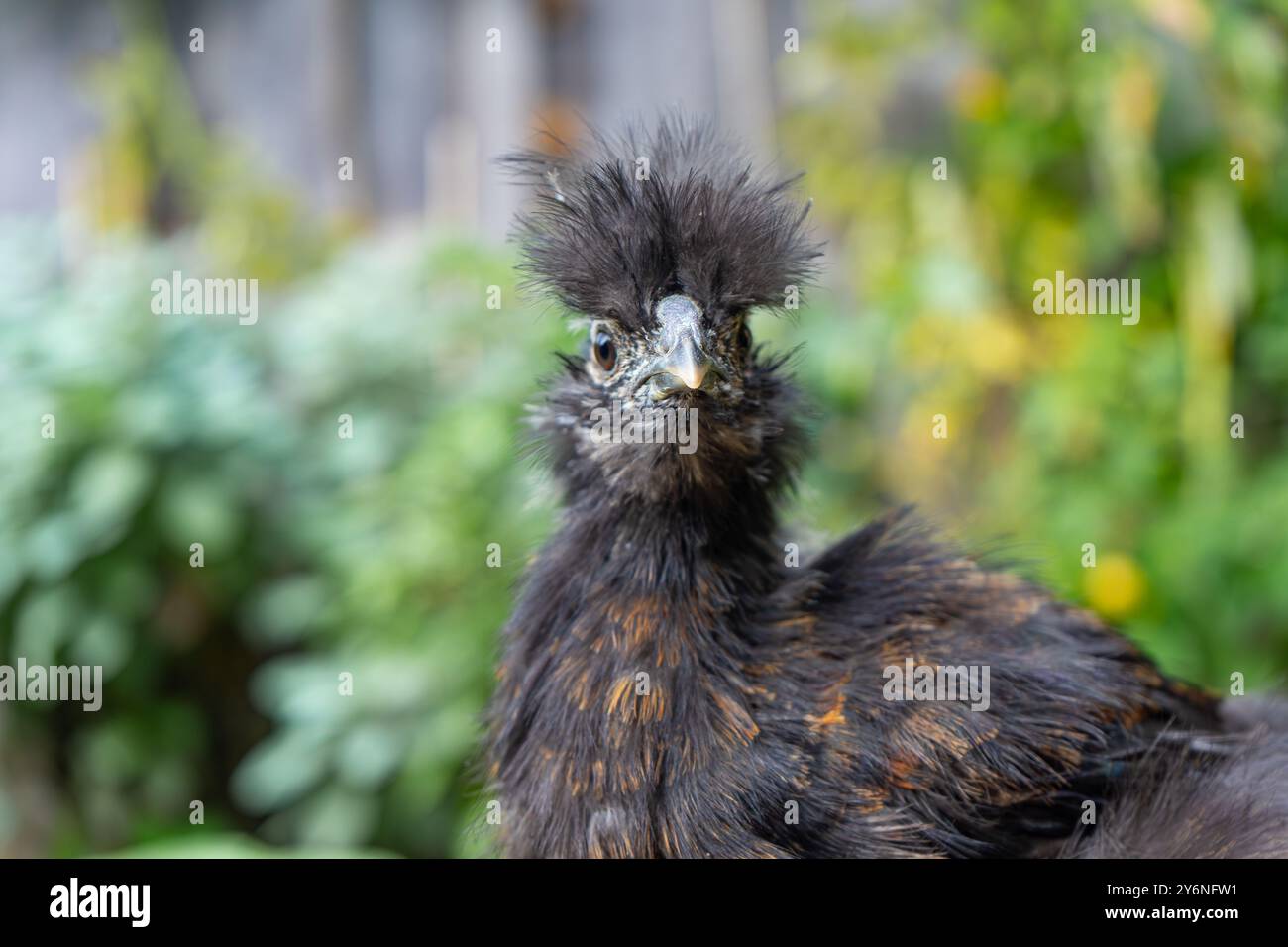 Close-ups of colorful silkie chickens. Young silkies eating and running ...