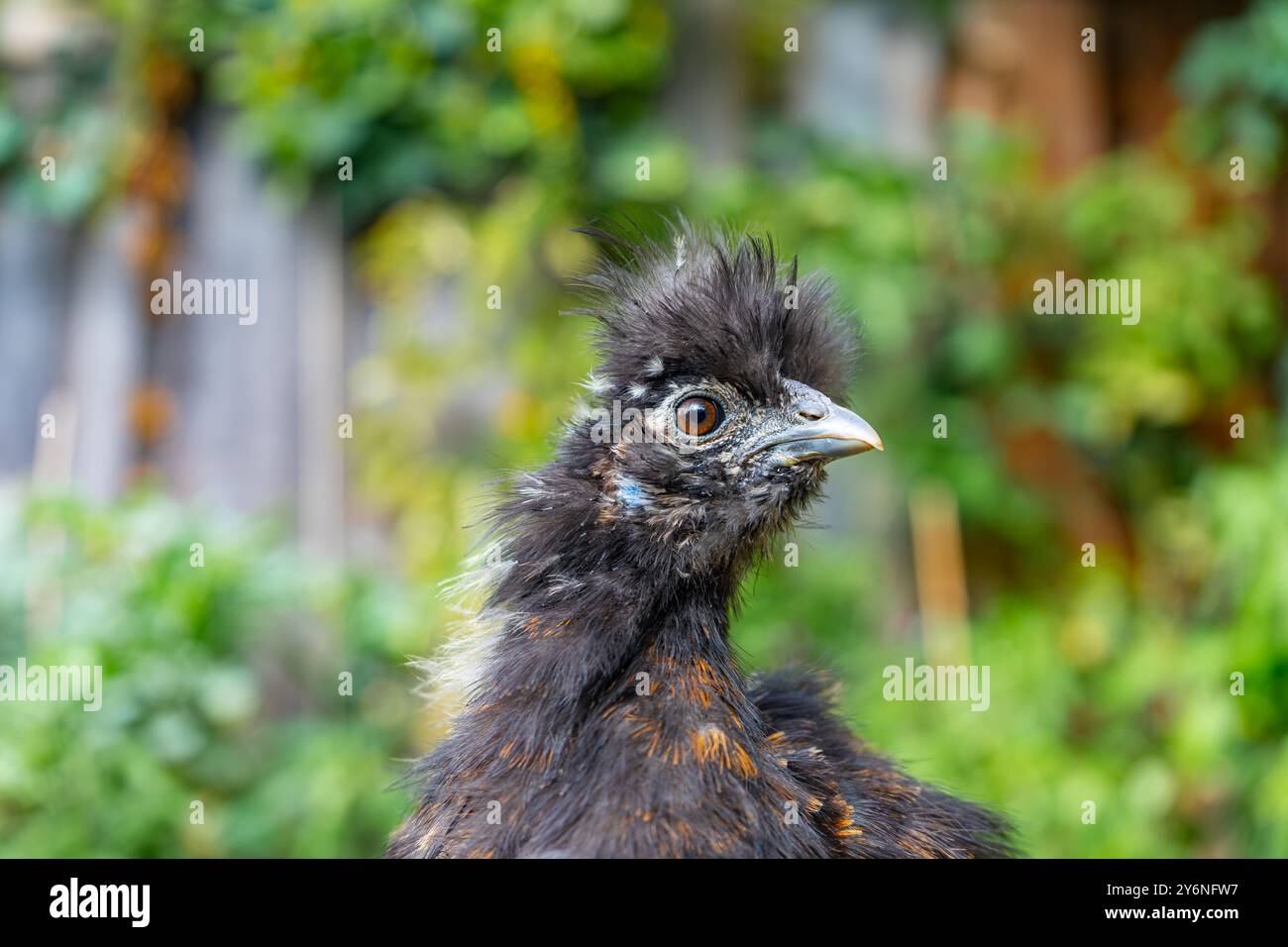Close-ups of colorful silkie chickens. Young silkies eating and running ...
