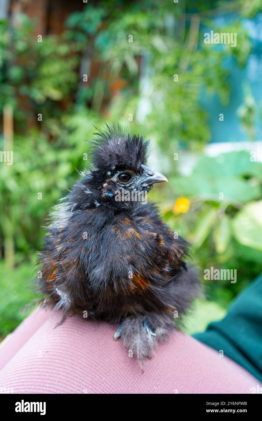 Close-ups of colorful silkie chickens. Young silkies eating and running ...