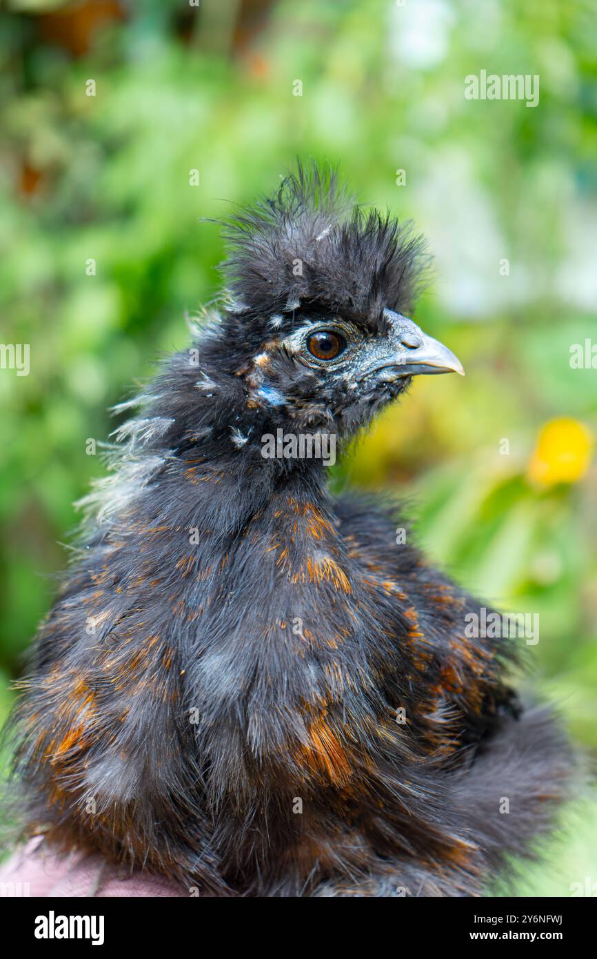 Close-ups of colorful silkie chickens. Young silkies eating and running ...