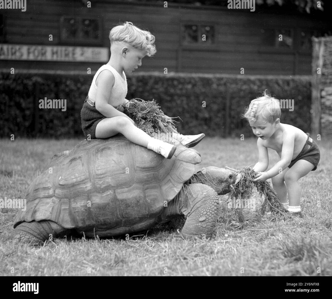 The 60 year old giant tortoise at london zoo hi-res stock photography ...