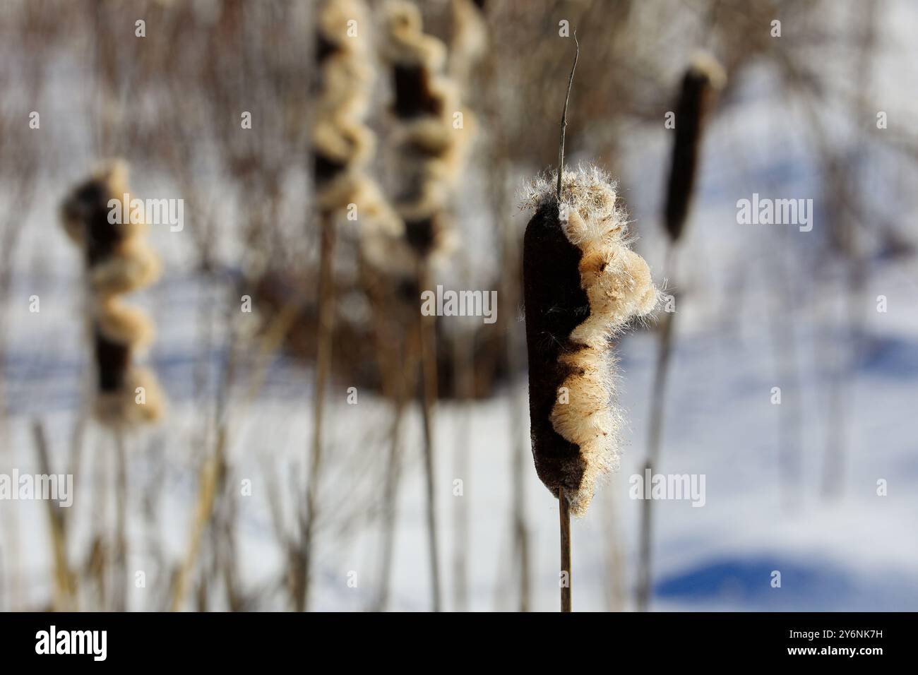Typha latifolia, also called Bulrush or Common Cattail in March. Typha ...